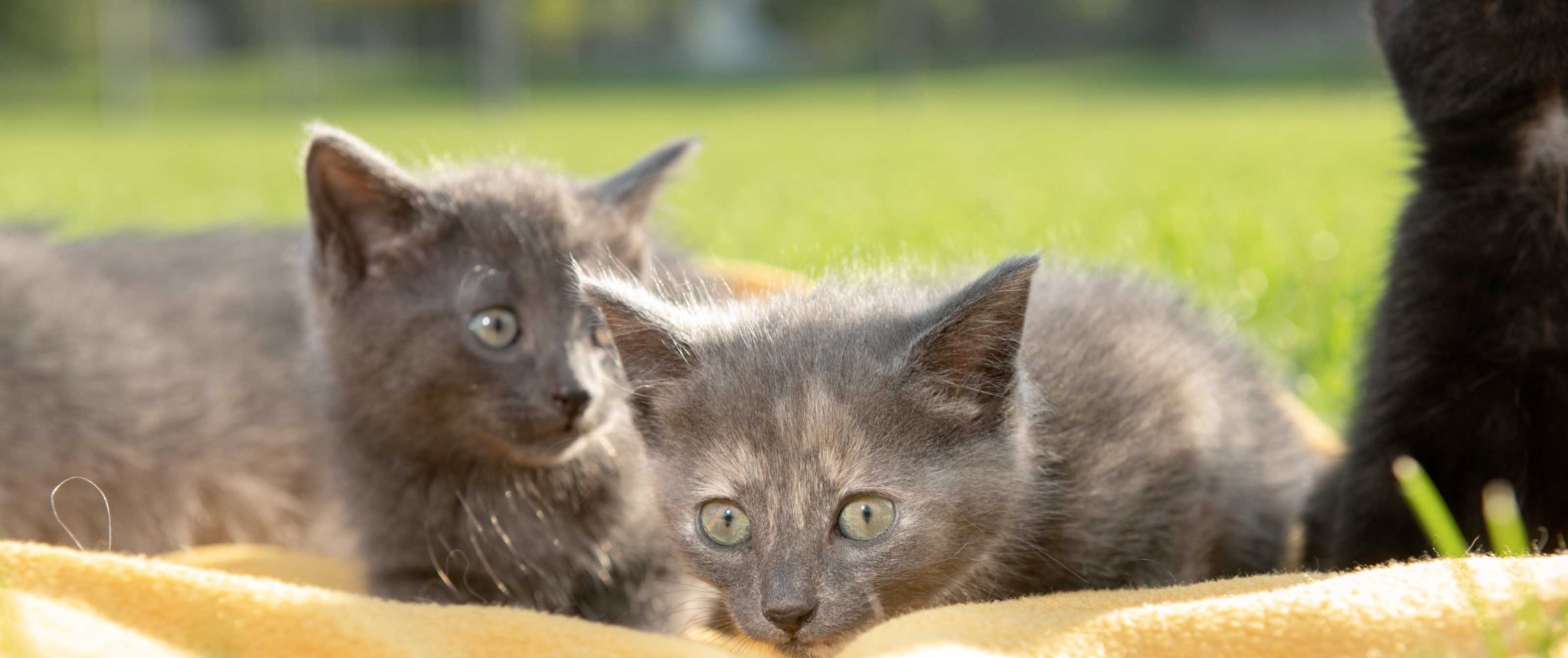 Cats – Humane Society of Genesee County