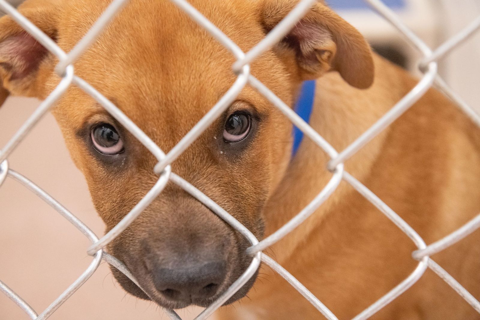 Sponsor a Cage – Humane Society of Genesee County